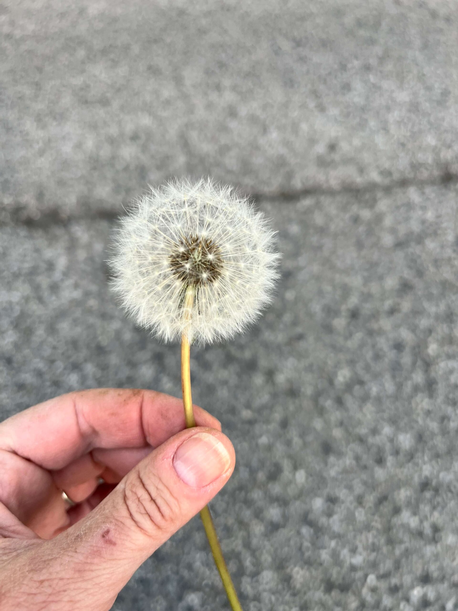 9 Years of Mess, Muck, Magic, and Marketing Our Way - Asana Consulting